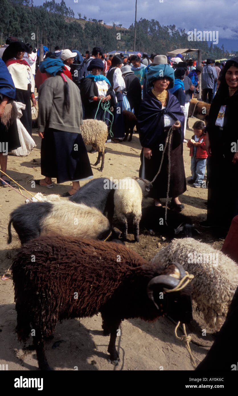 Woman selling her sheep at the Sunday market in Otavalo, Ecuador Stock ...