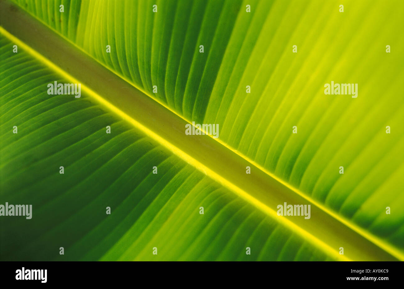 Repetition leaf hi-res stock photography and images - Alamy
