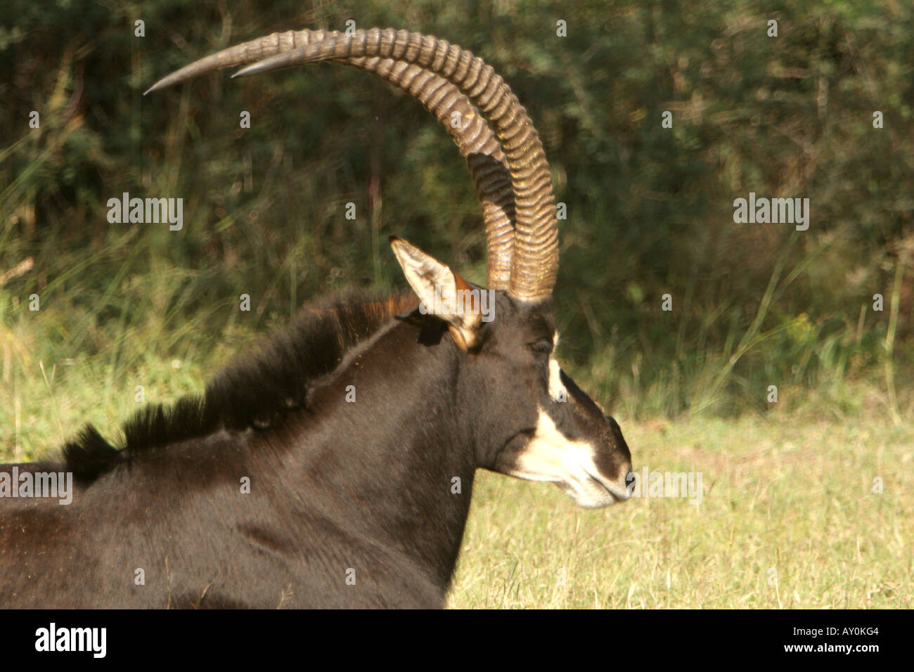 Majestic Sable Bull Stock Photo - Alamy