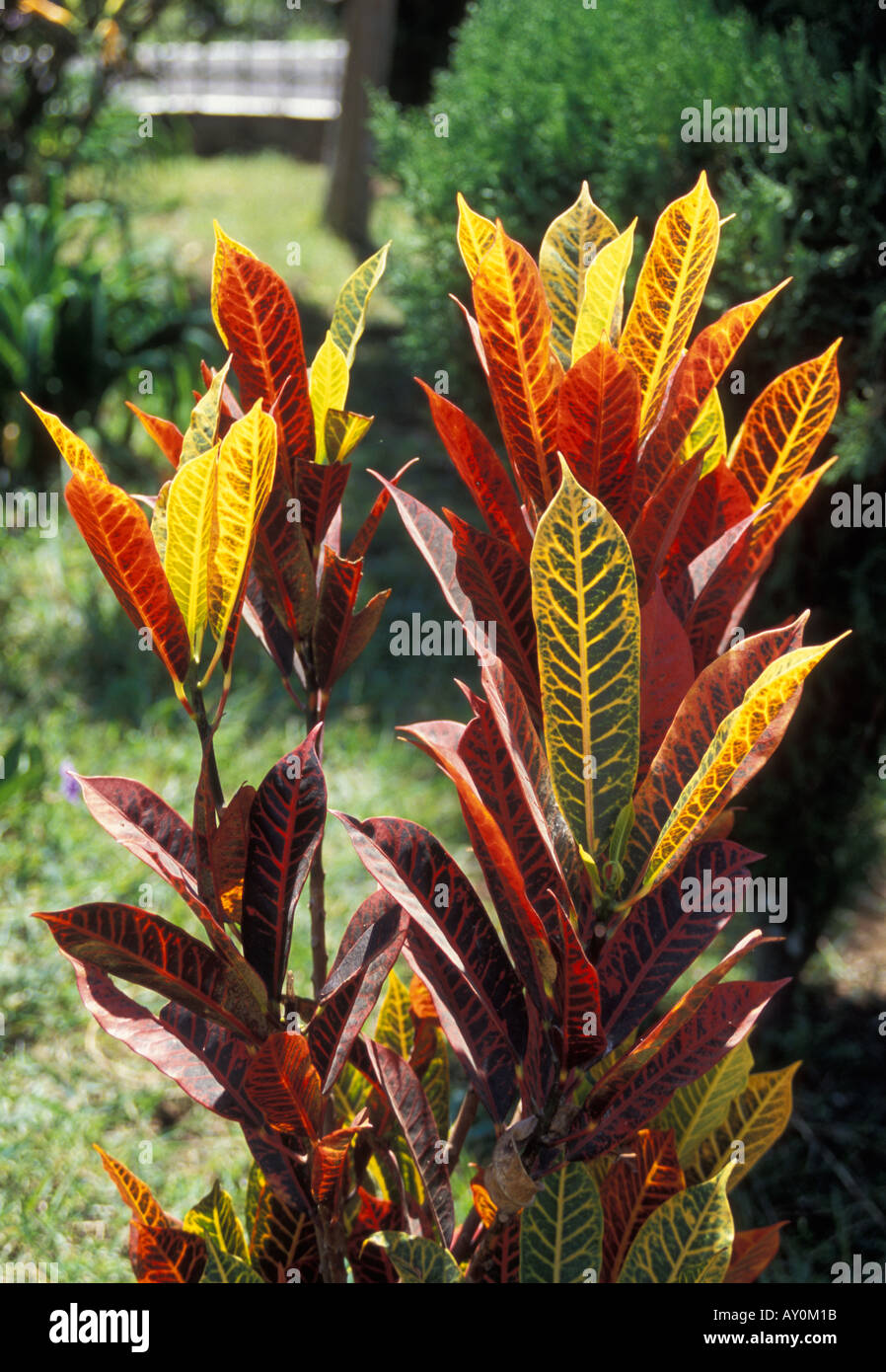 Colourful plant leaves CODIAEUM VARIEGATUM CROTON Stock Photo - Alamy