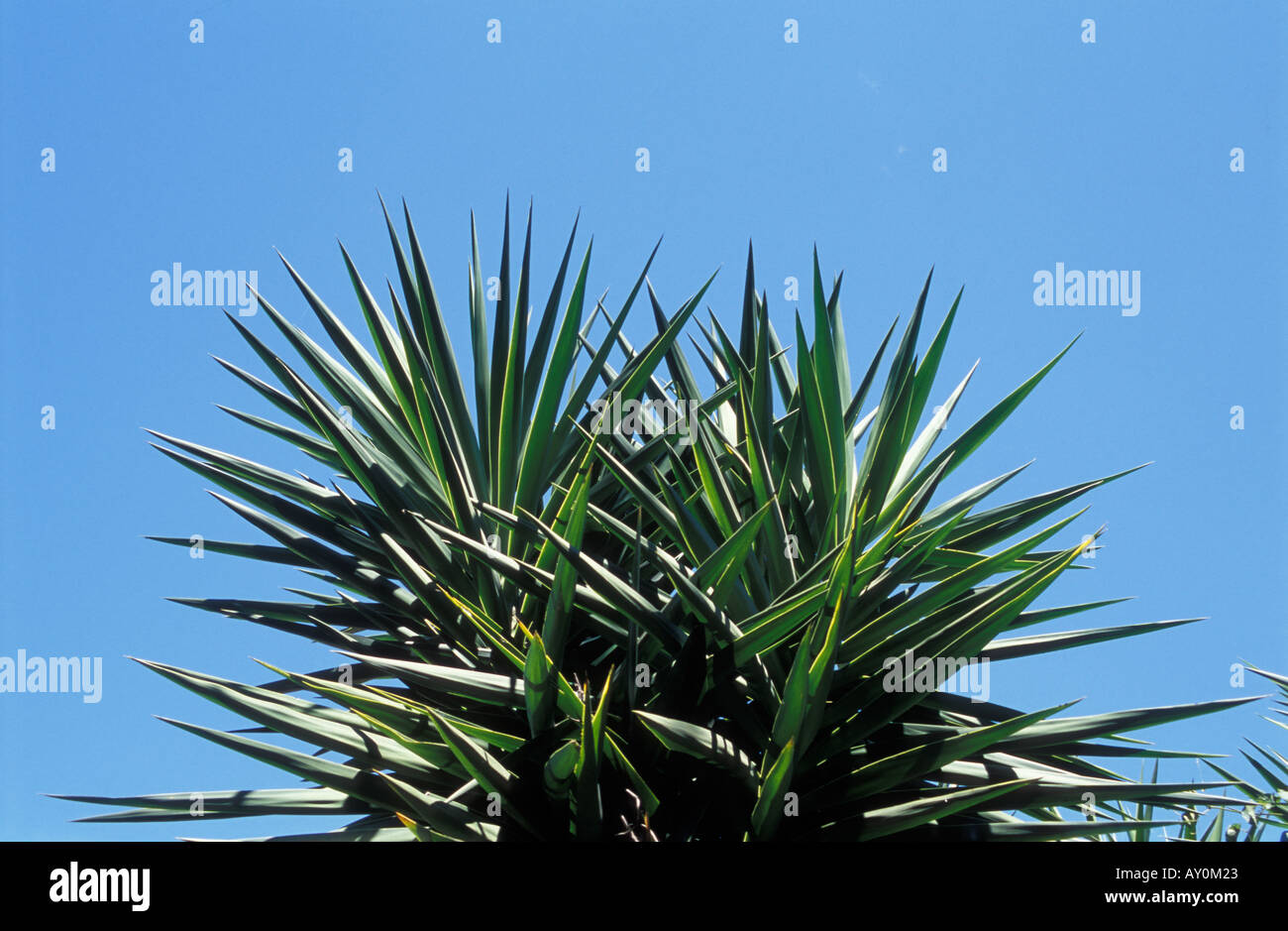 Spiky plant hi-res stock photography and images - Alamy