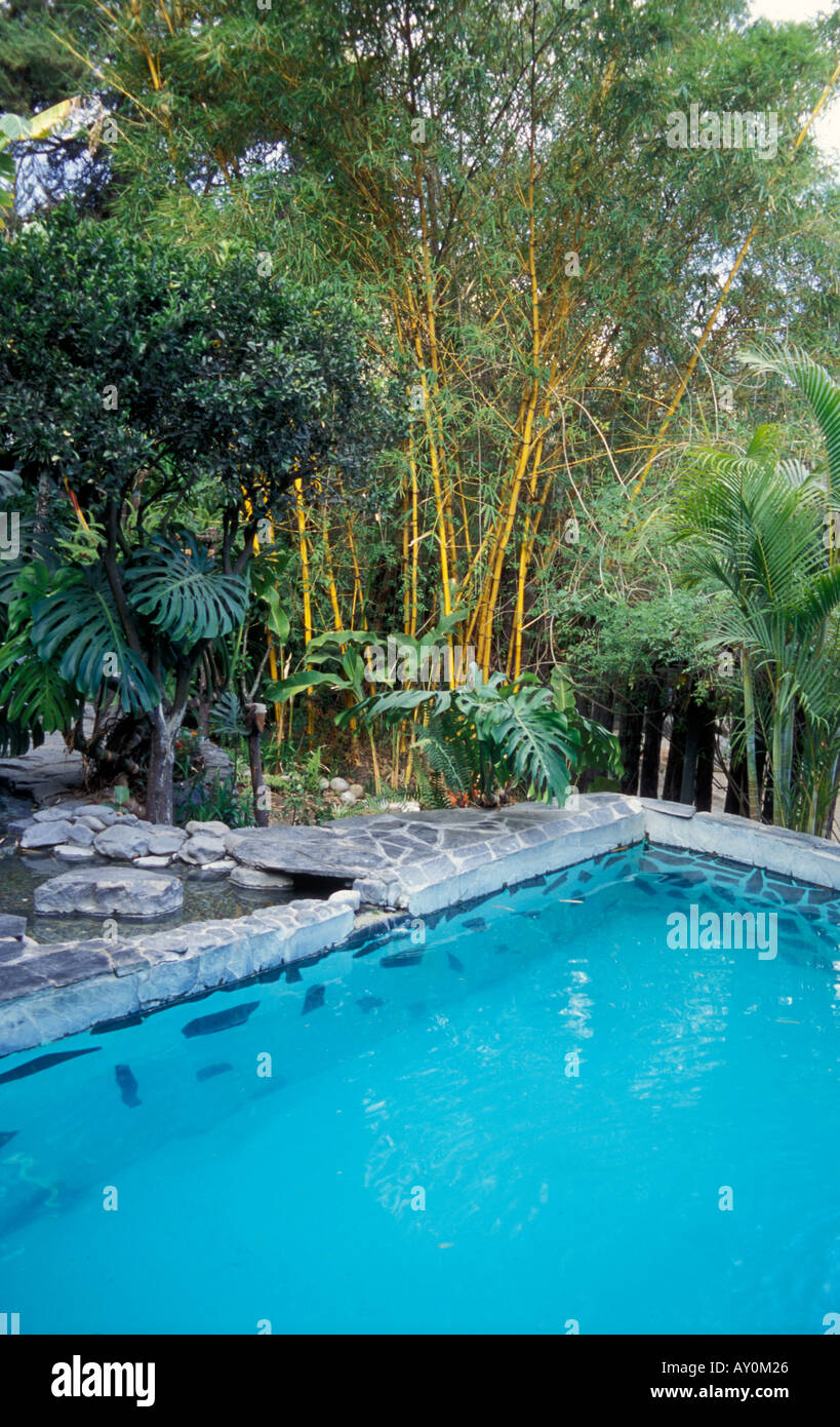 Swimming pool surrounded with bamboo and palm and fig leaves in ...