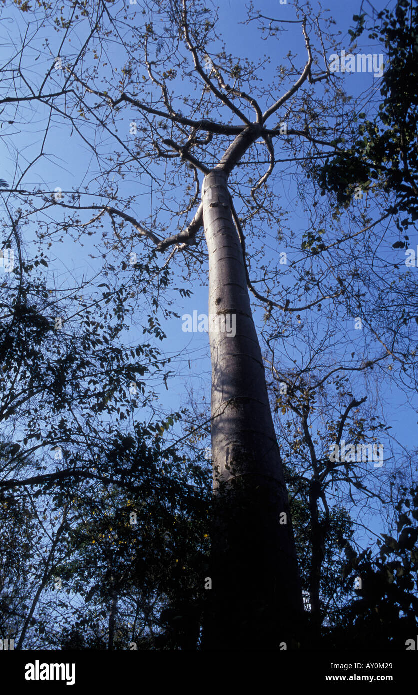 The tree of seibo in the Petrified Forest in Ecuador Stock Photo - Alamy