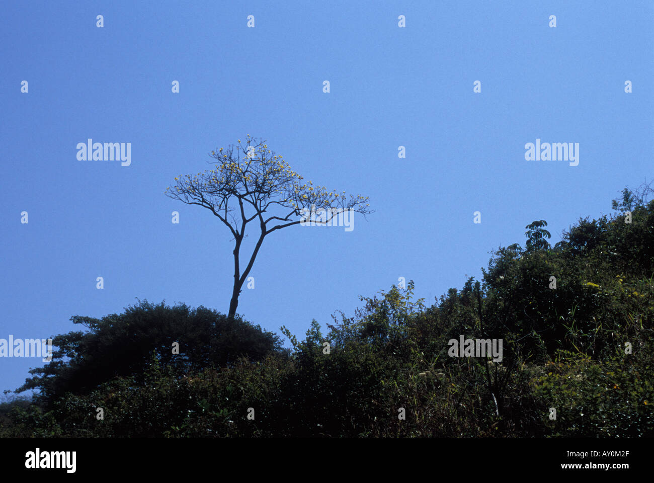 Tree near the Petrified Forest in Ecuador Stock Photo - Alamy