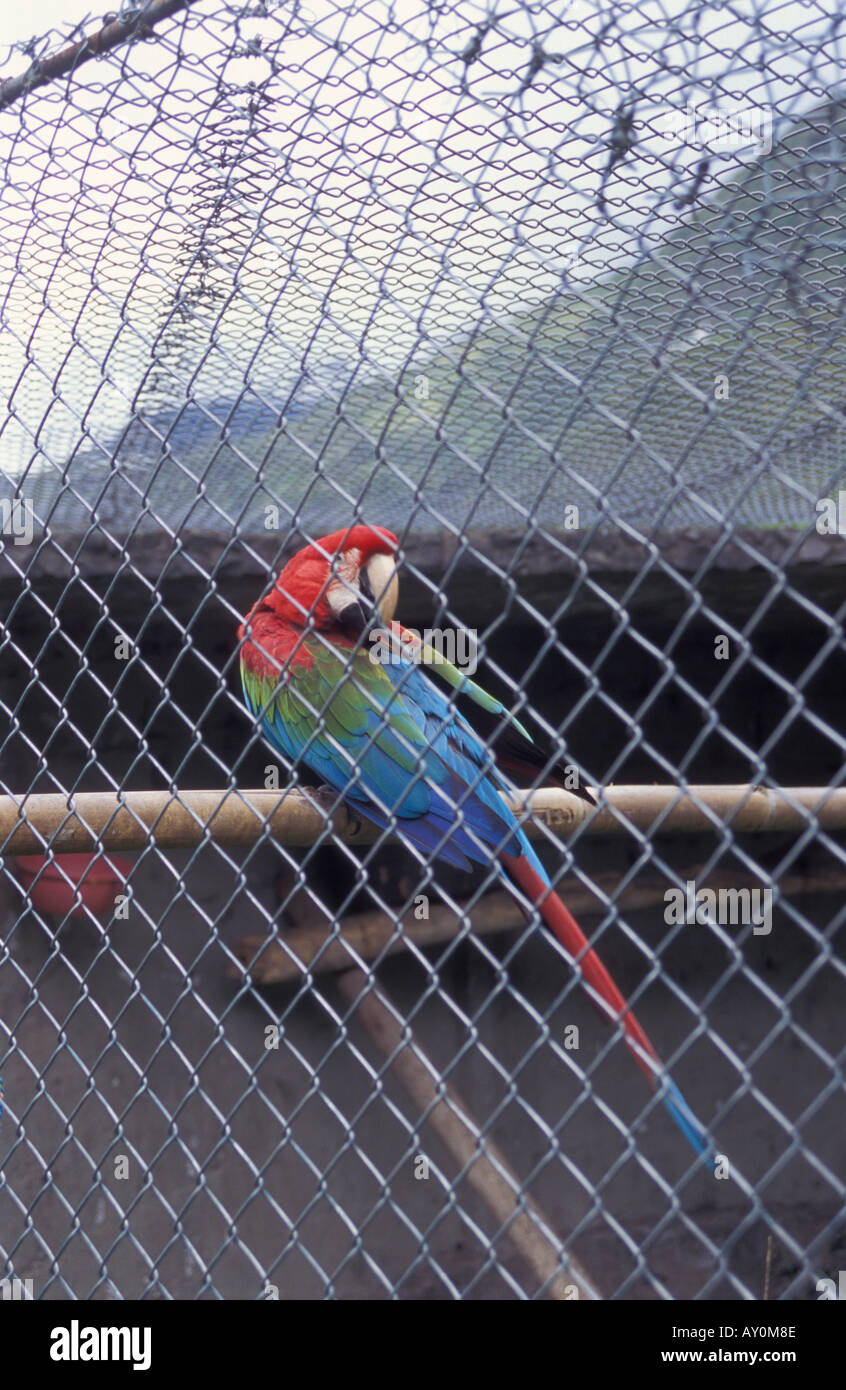 Sad parrot hi-res stock photography and images - Alamy