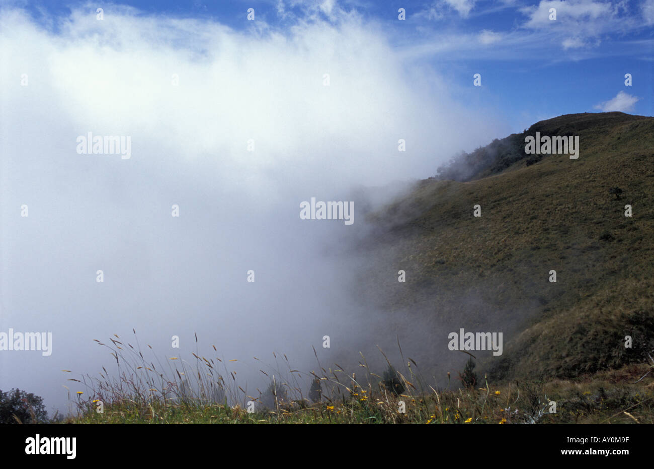 Cloud Forest near the village of Chugchilan in the "Cotopaxi province ...
