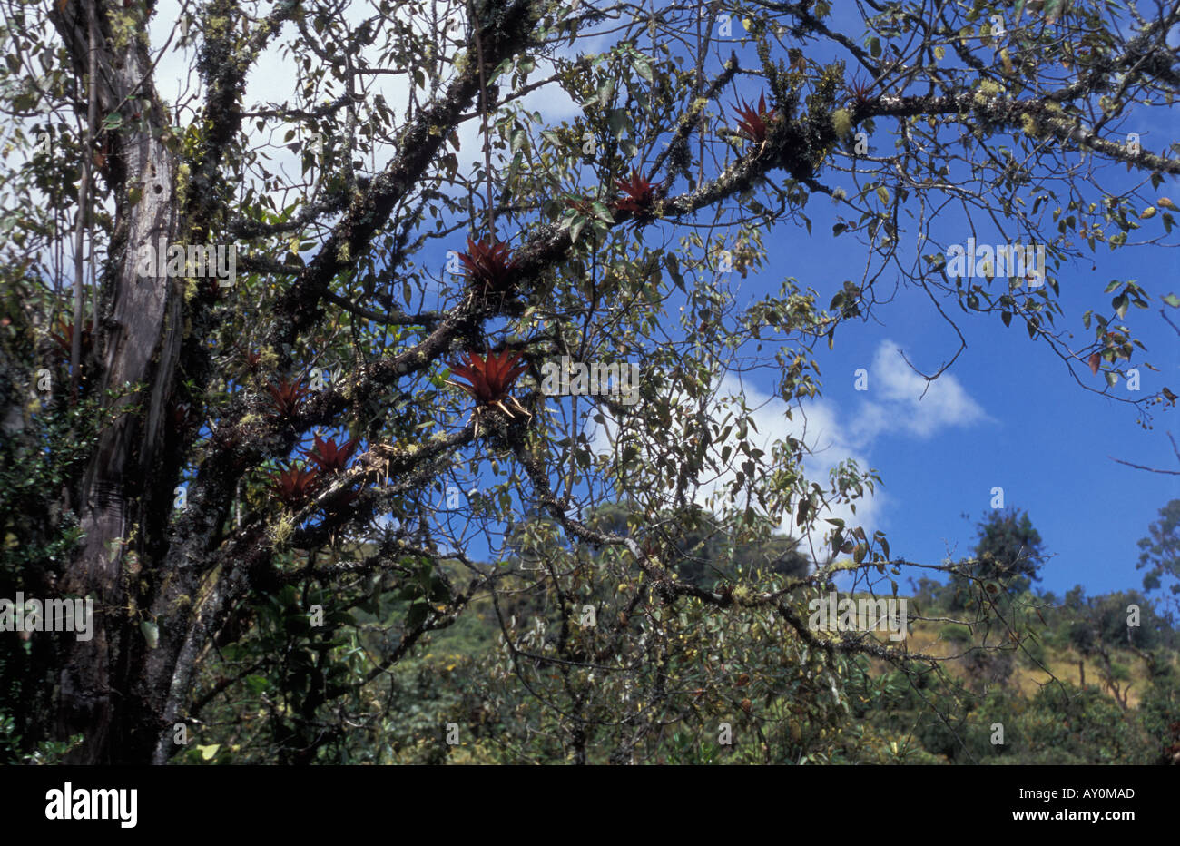 Cloud Forest near the village of Chugchilan in the "Cotopaxi province ...
