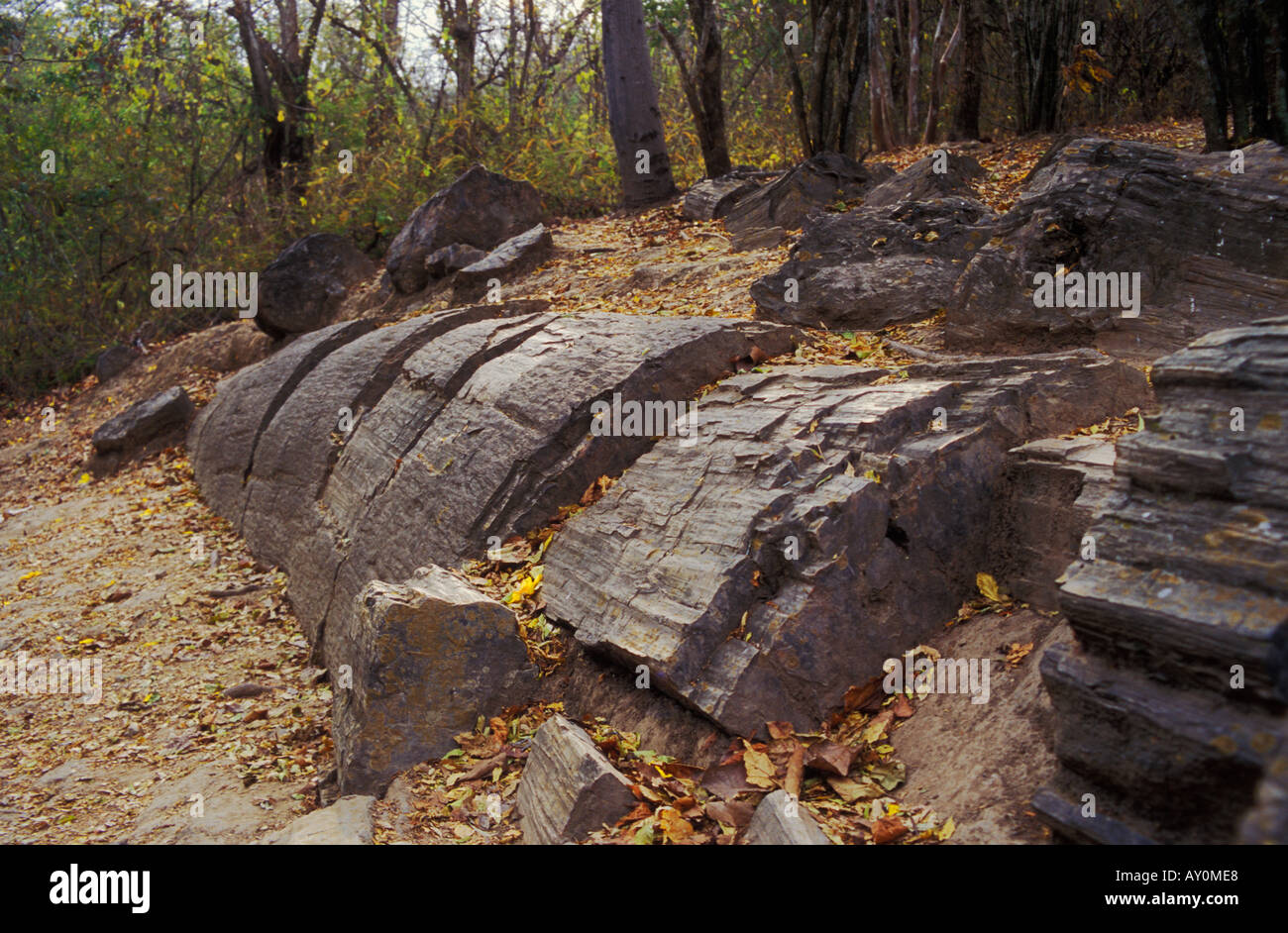 Trees turned into stones in the Petrified Forest in Ecuador Stock Photo ...