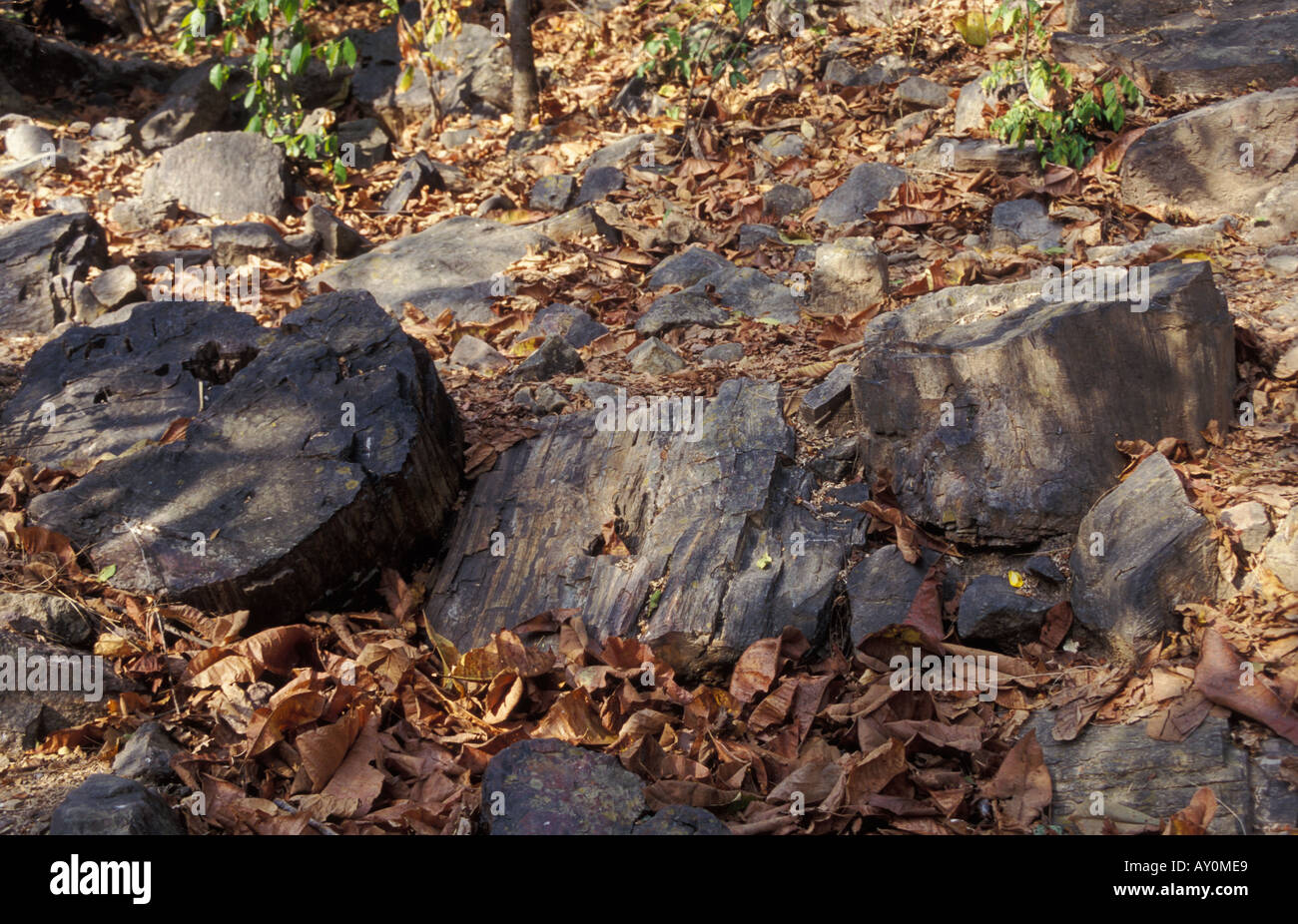 Trees turned into stones in the Petrified Forest in Ecuador Stock Photo ...
