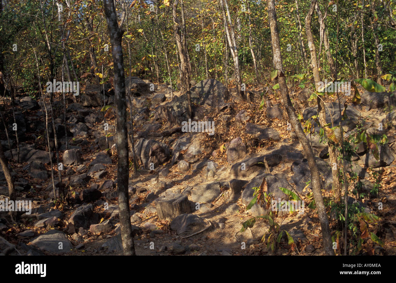 Trees turned into stones on the ground of the Petrified Forest in ...