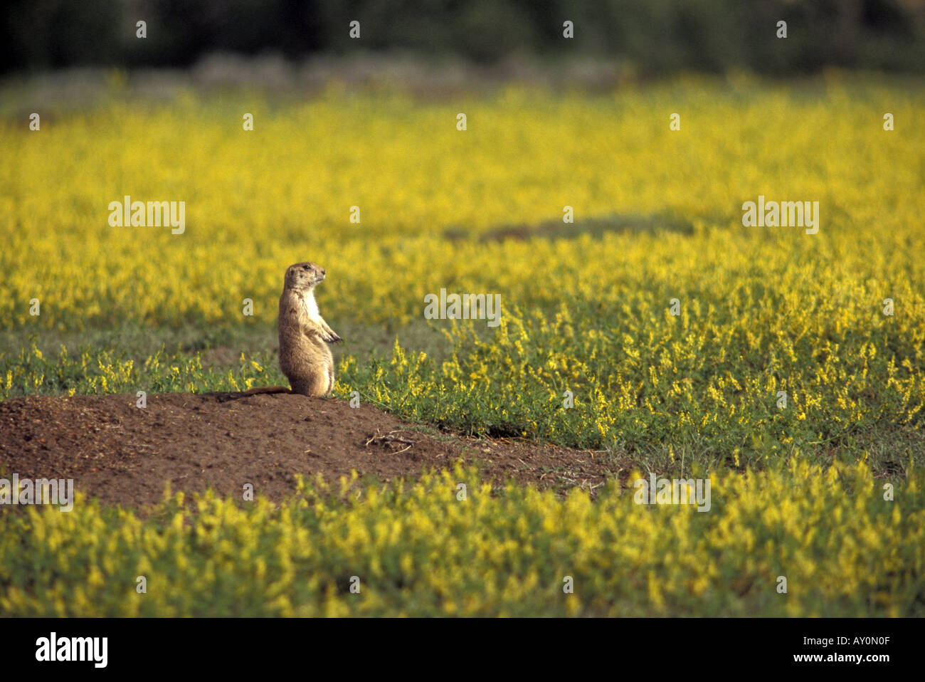 Black Tailed Prairie Dog Stock Photo - Alamy