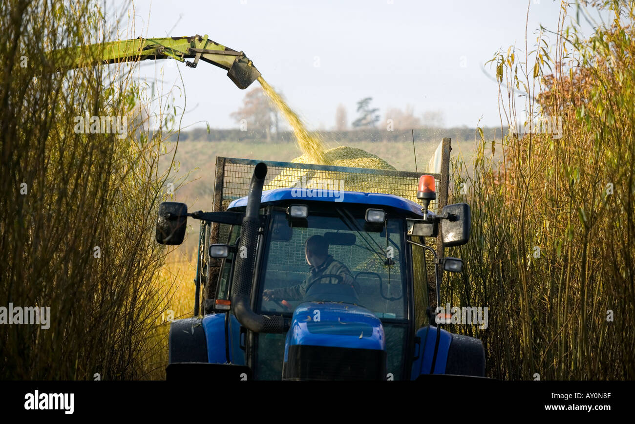Biomass willow alternative energy willow hi-res stock photography and ...