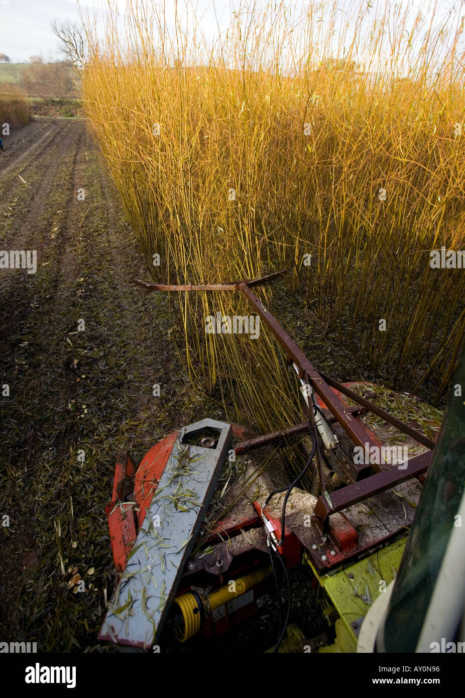 Biomass willow alternative energy willow hi-res stock photography and ...