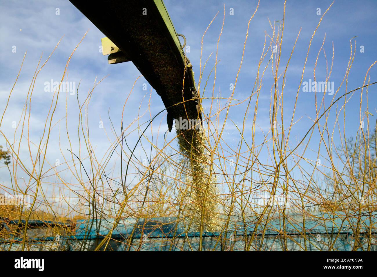 Willow trees biofuel hi-res stock photography and images - Alamy