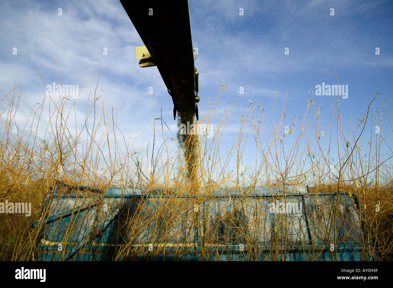 Biomass willow alternative energy willow hi-res stock photography and ...
