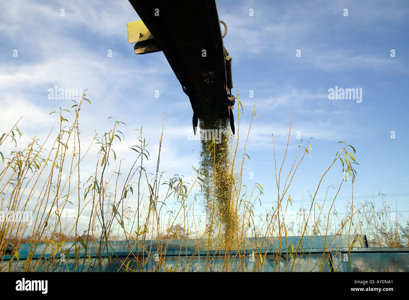 Biomass willow alternative energy willow hi-res stock photography and ...