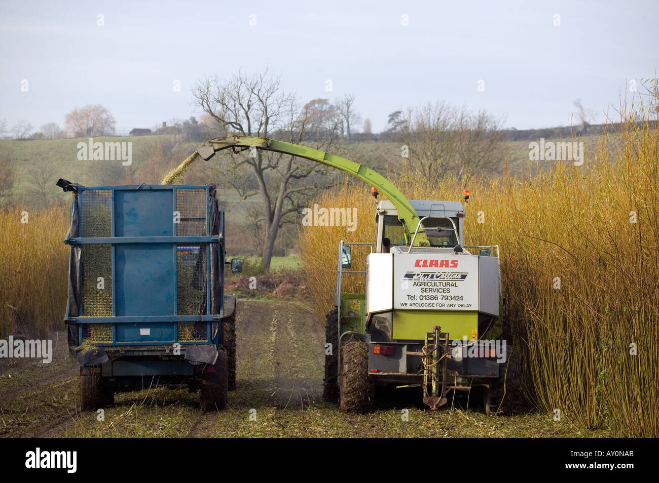 Biomass willow alternative energy willow hi-res stock photography and ...
