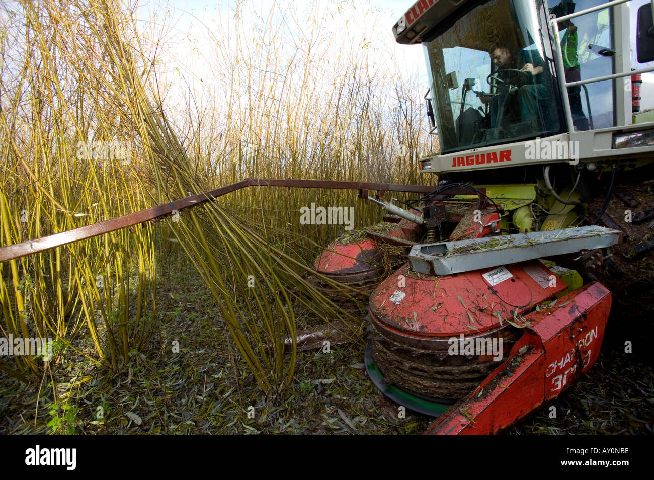 Biomass willow alternative energy willow hi-res stock photography and ...