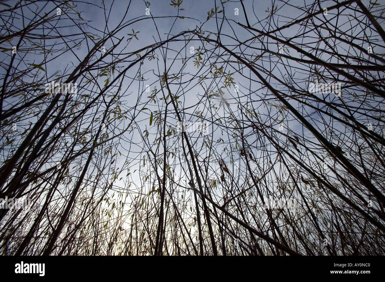 Biomass willow alternative energy willow hi-res stock photography and ...