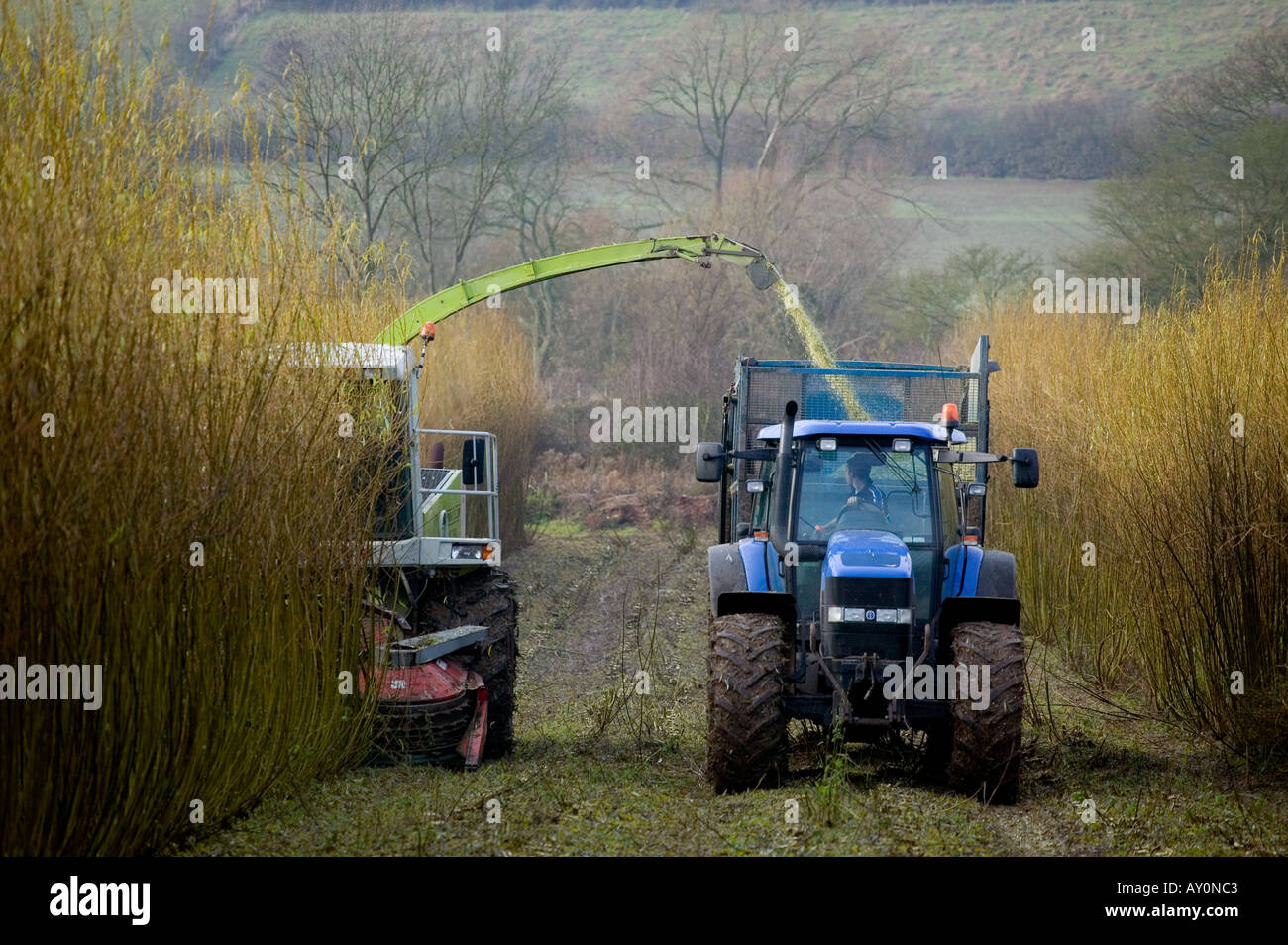 Biomass willow alternative energy willow hi-res stock photography and ...
