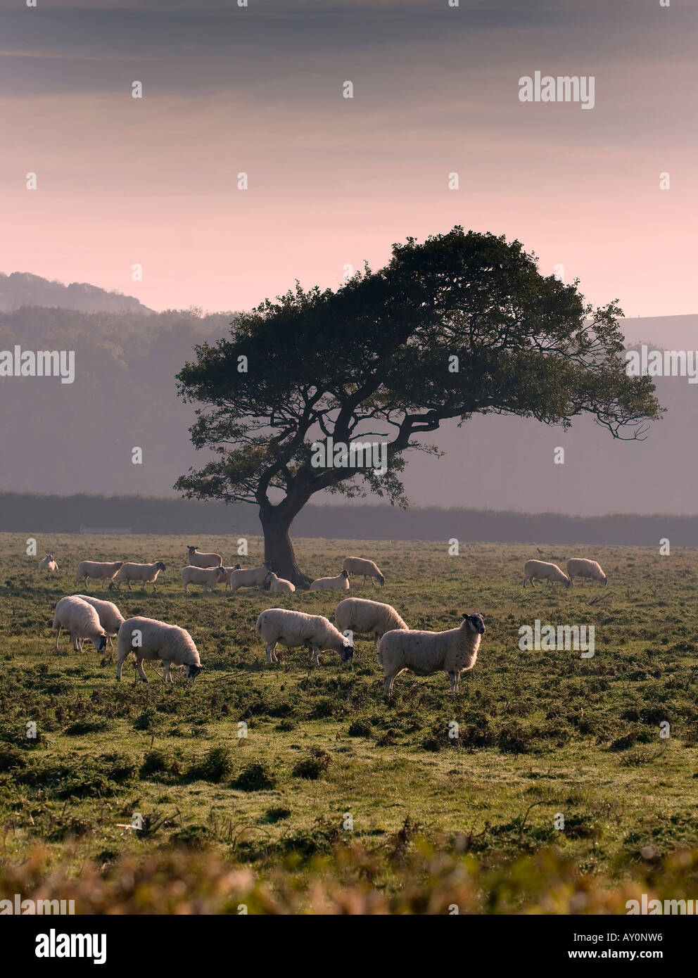 Sheep sheltering under a tree on a misty cold UK morning Stock Photo ...