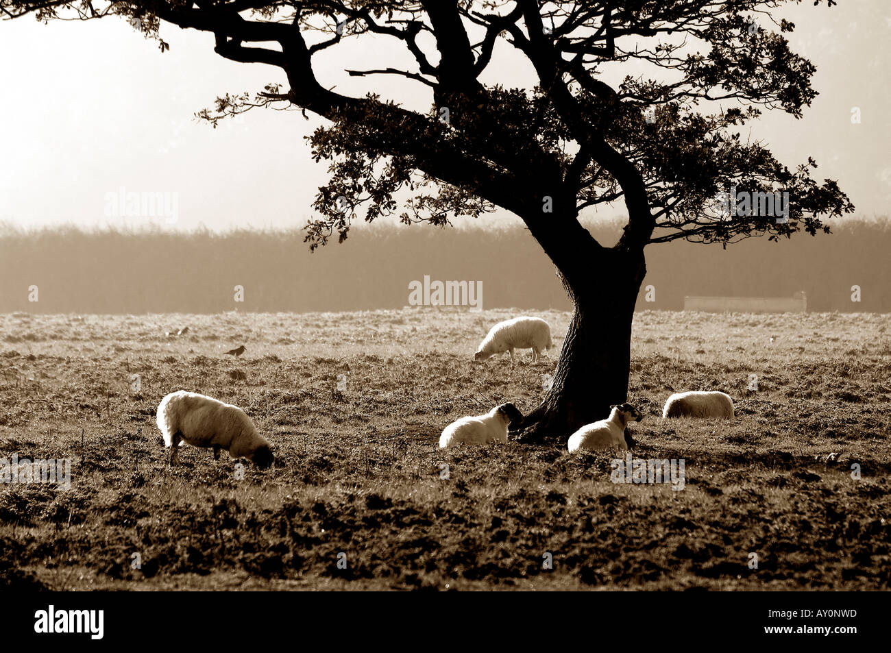 Sheep sheltering under a tree hi-res stock photography and images - Alamy
