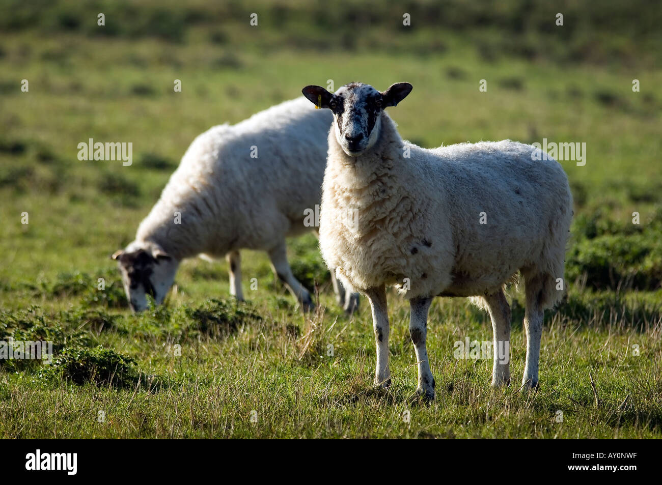 Sheep grazing on a misty morning hi-res stock photography and images ...