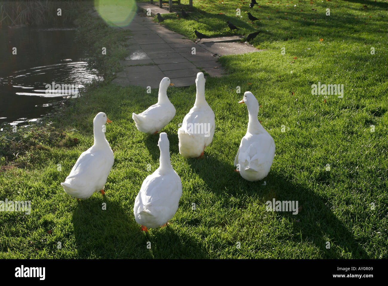 White domestic ducks and village pond in Biddestone Wiltshire Stock ...