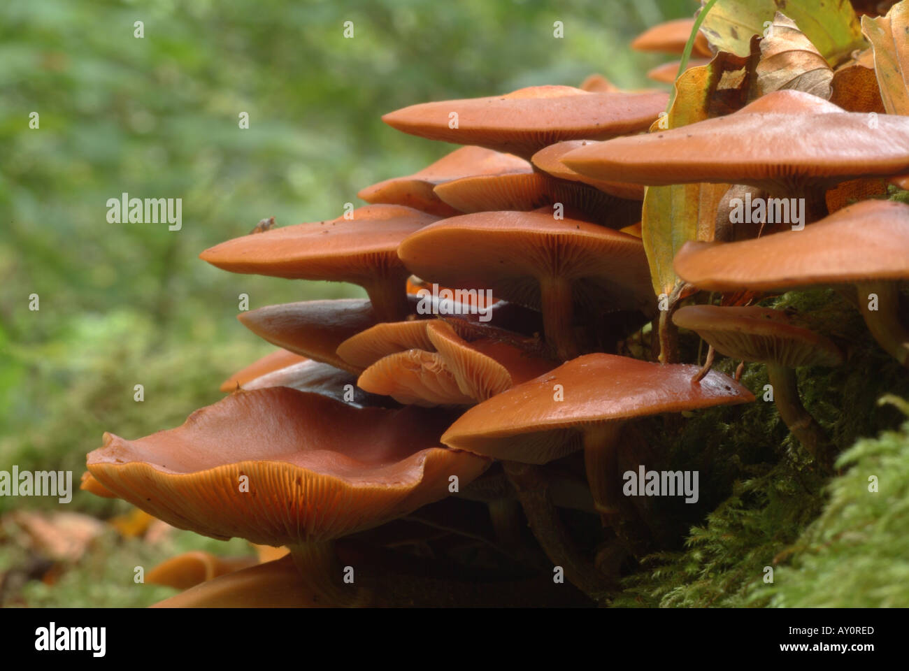 Kuehneromyces mutabilis fungi hi-res stock photography and images - Alamy