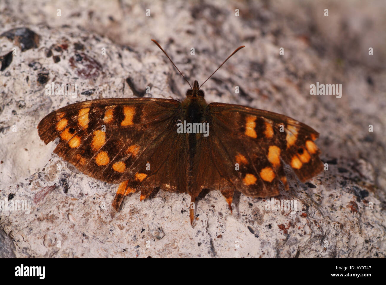 Xiphioides hi-res stock photography and images - Alamy