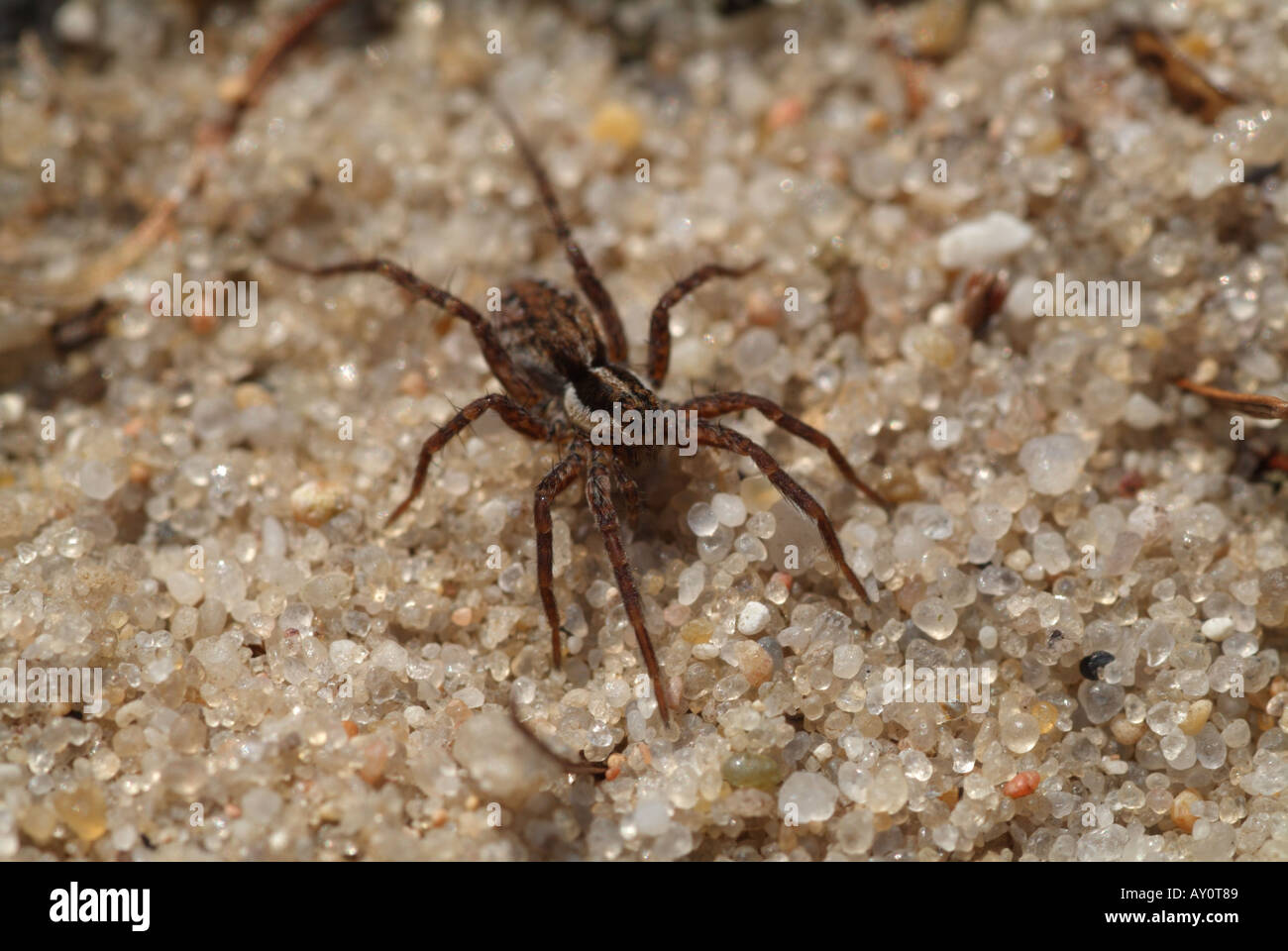 Pardosa monticola hi-res stock photography and images - Alamy