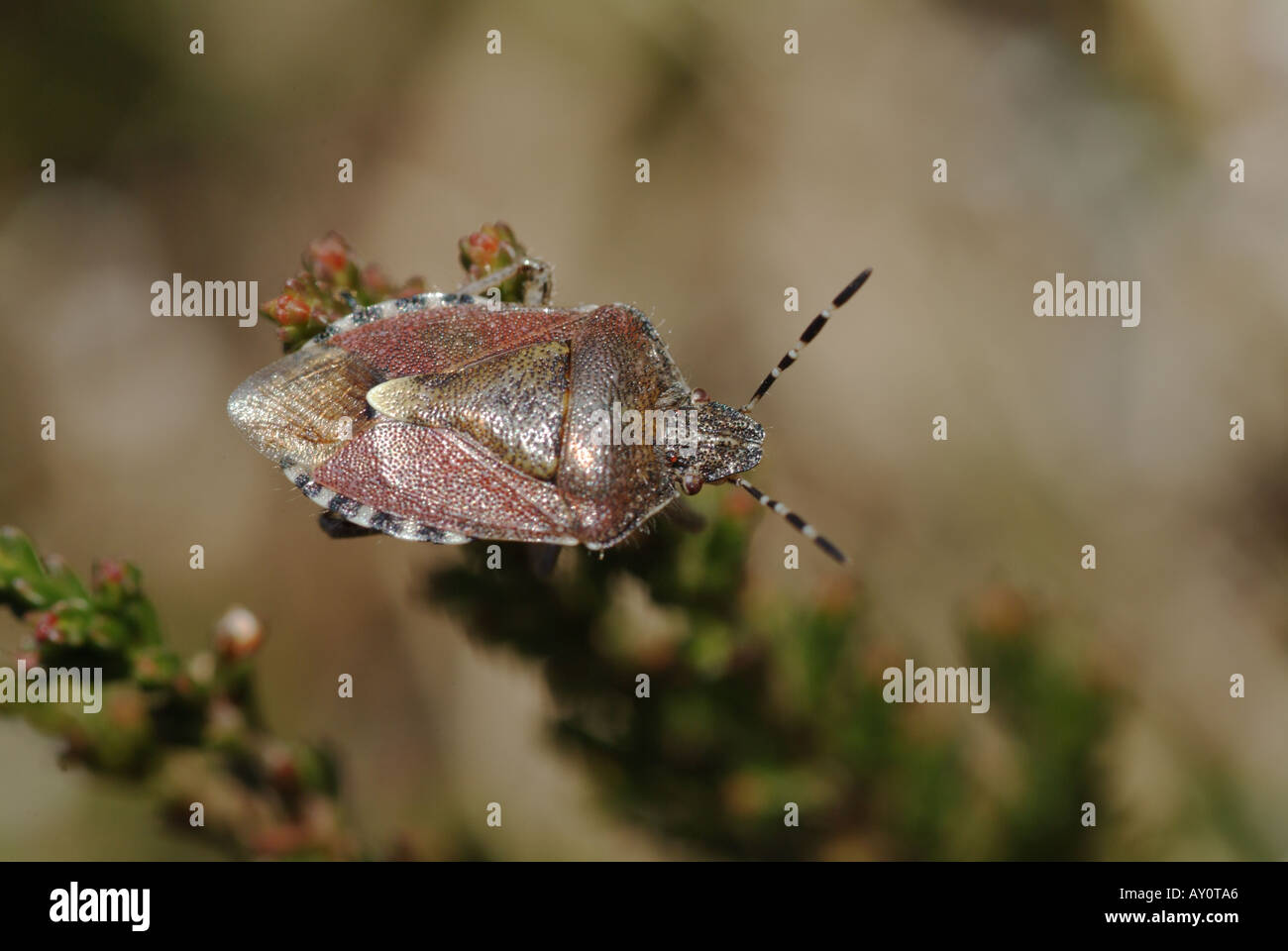 Sloe Bug (Dolycoris baccarum Stock Photo - Alamy