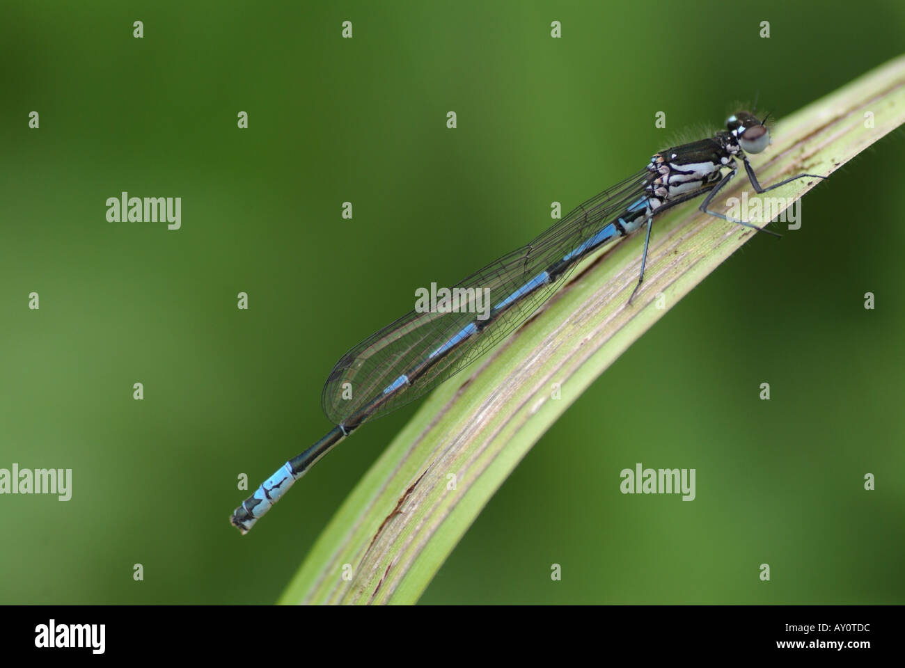 Variable Damselfly (Coenagrion pulchellum Stock Photo - Alamy