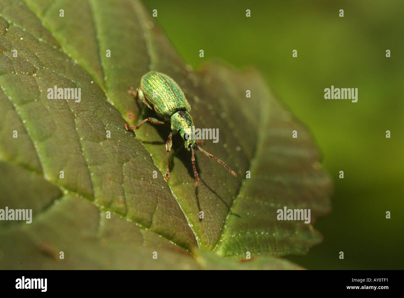 Weevil - small metallic green beetle Stock Photo - Alamy