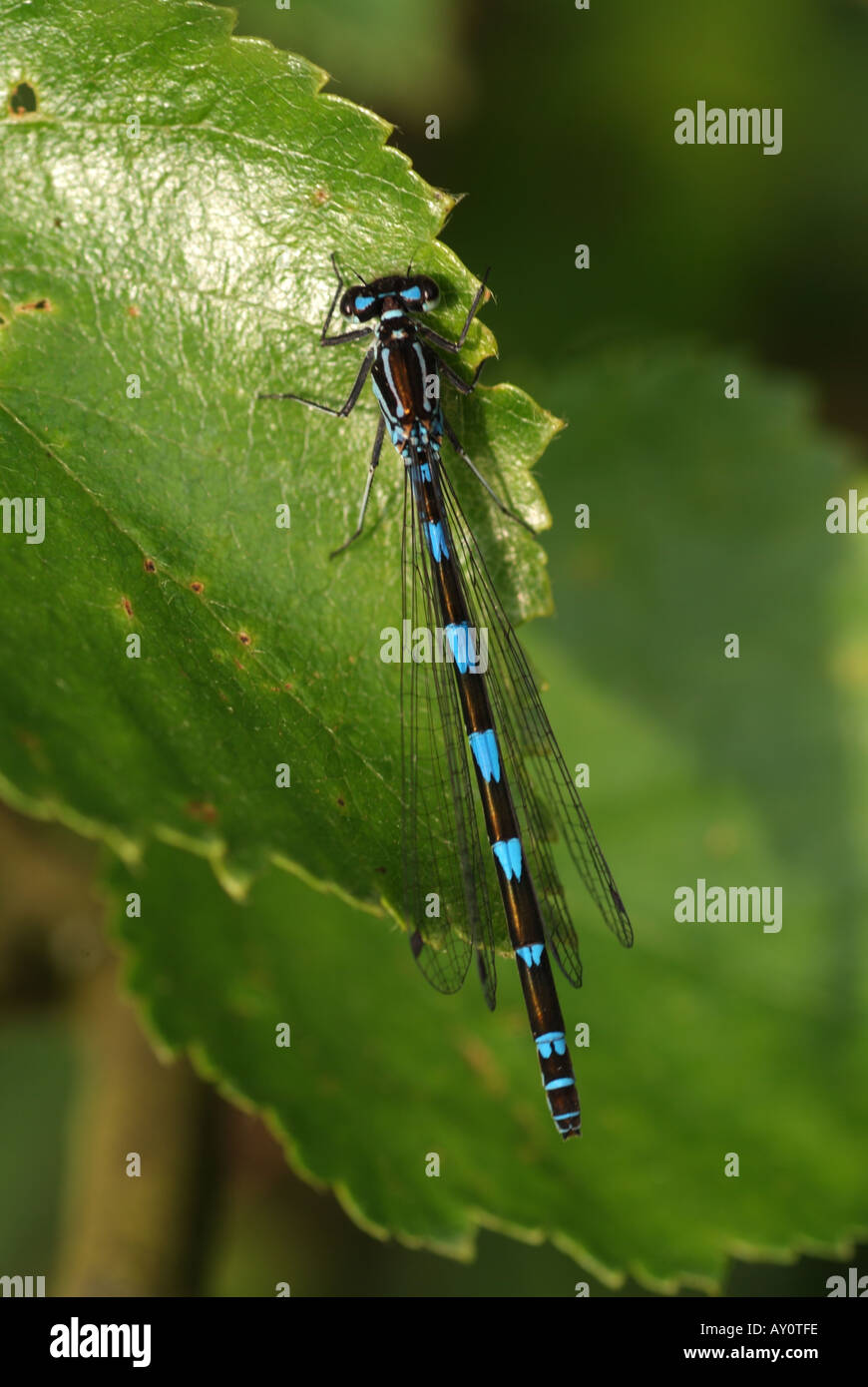 Female variable damselfly hi-res stock photography and images - Alamy