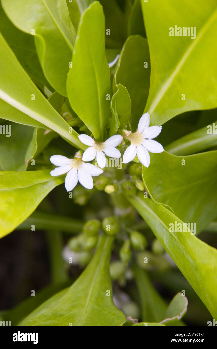 Hawaiian half flower scaevola frutescens flowers hi-res stock ...