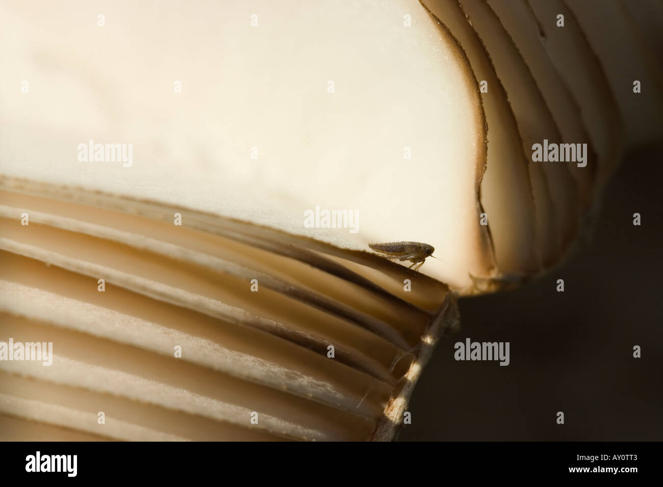 insect on mushroom gills Stock Photo - Alamy