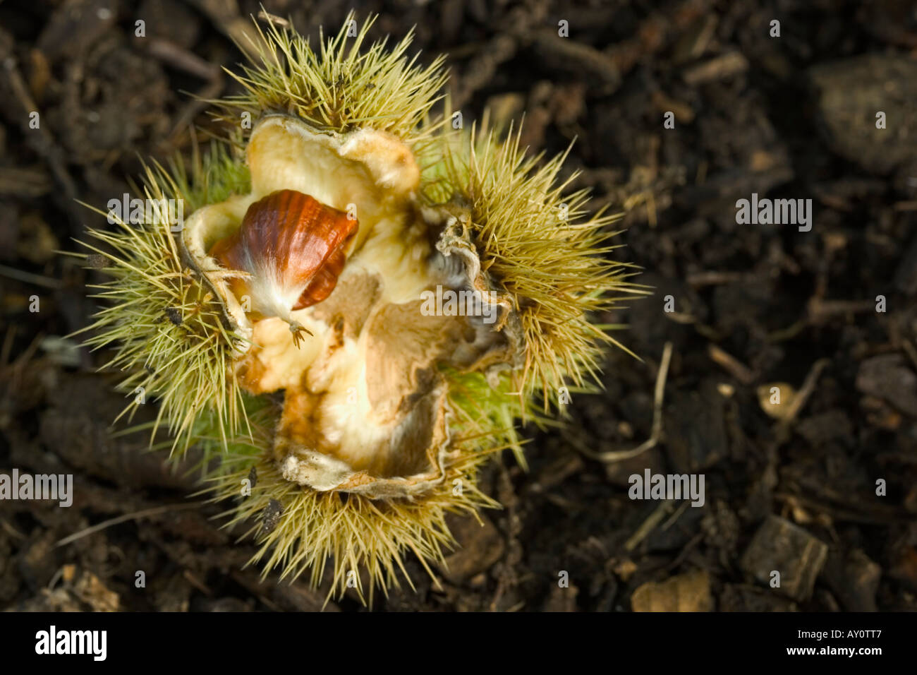 Chestnut spiky pod hi-res stock photography and images - Alamy