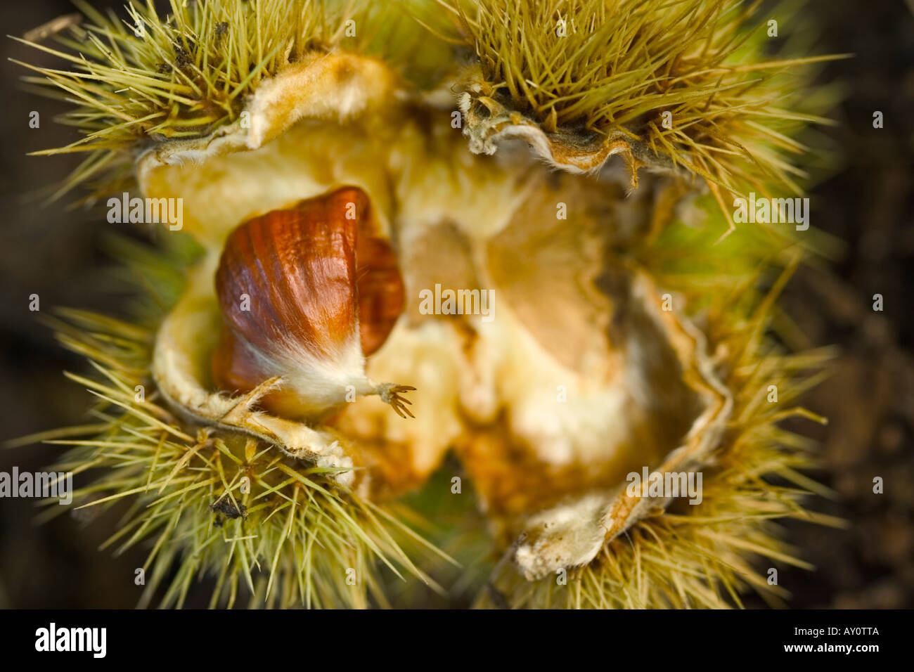 Chestnut spiky pod hi-res stock photography and images - Alamy