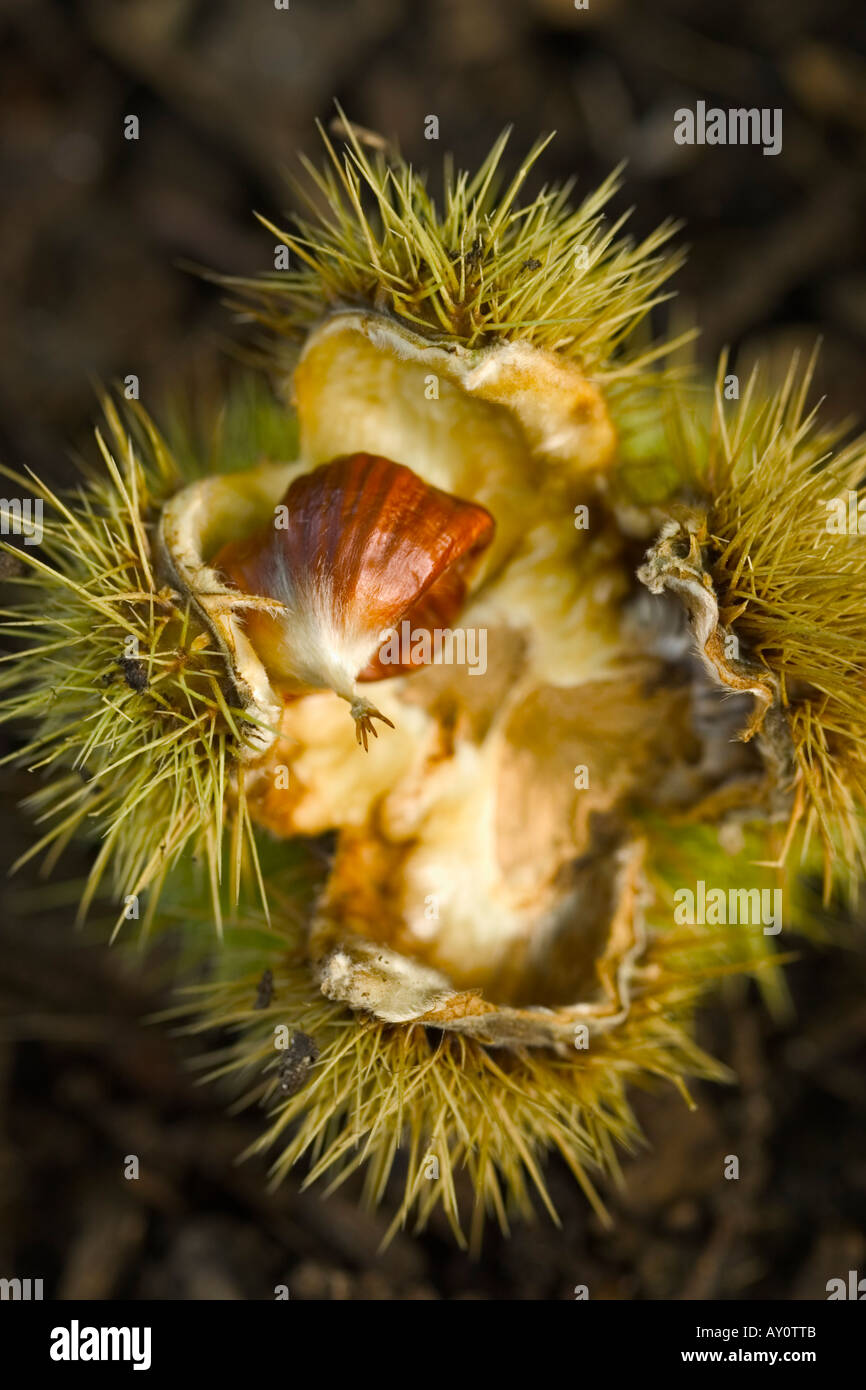 Chestnut spiky pod hi-res stock photography and images - Alamy