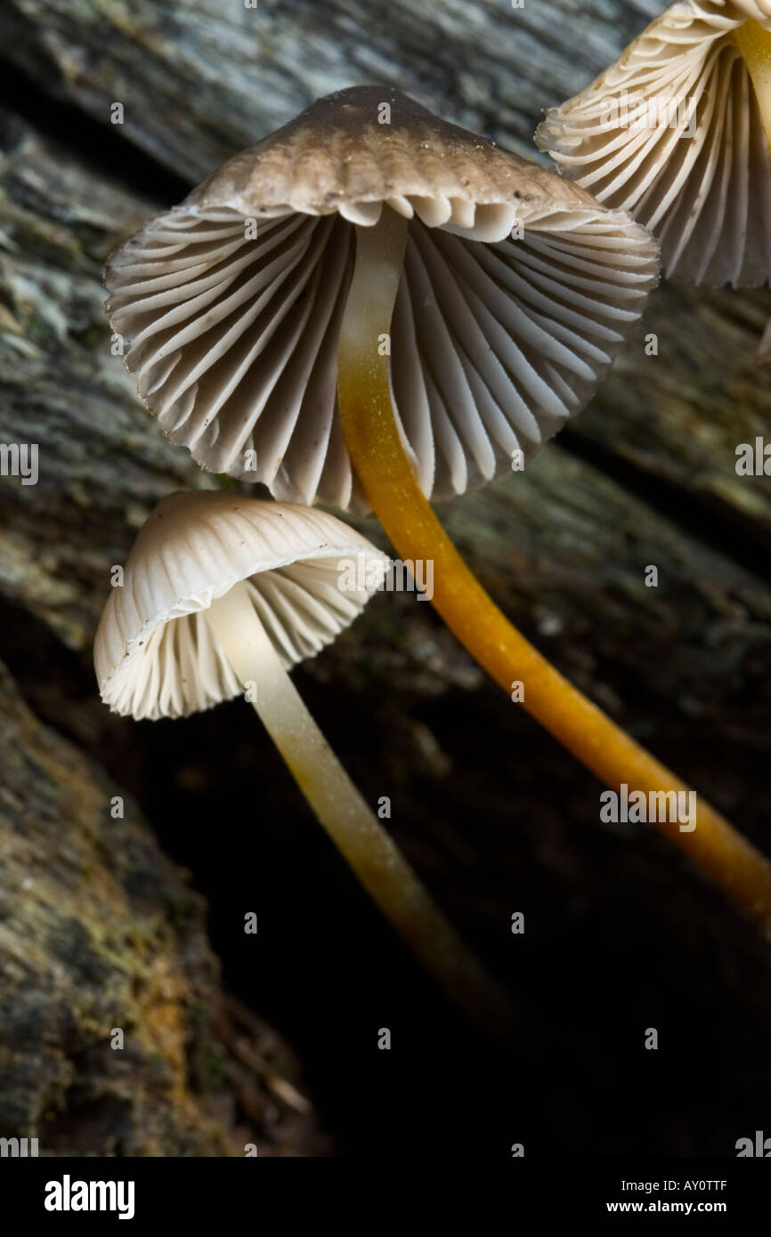 mushroom caps gills and stalks Stock Photo - Alamy
