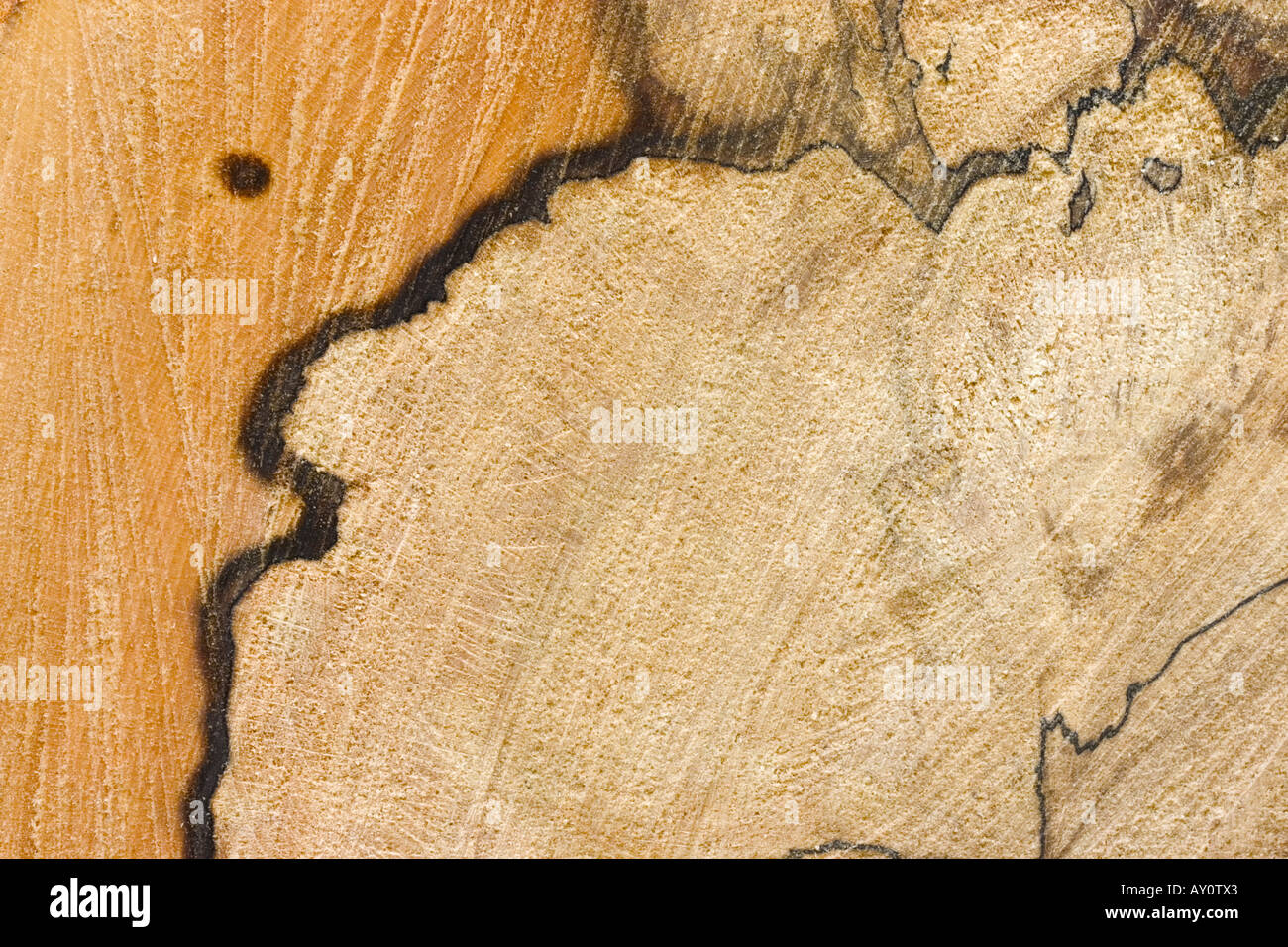 cross section of a tree showing fungal zone lines Stock Photo - Alamy