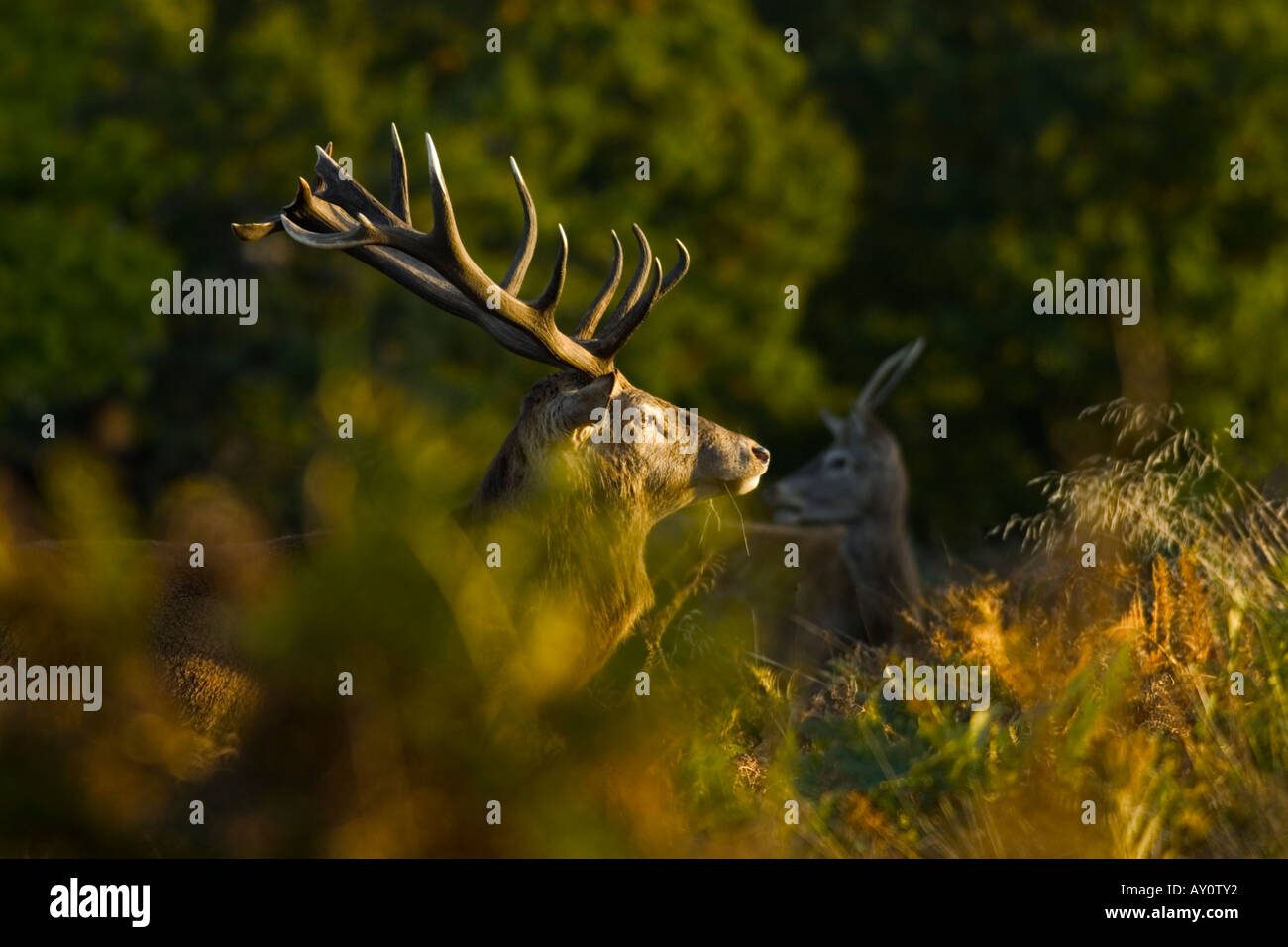 red deer stag with female in profile Stock Photo - Alamy