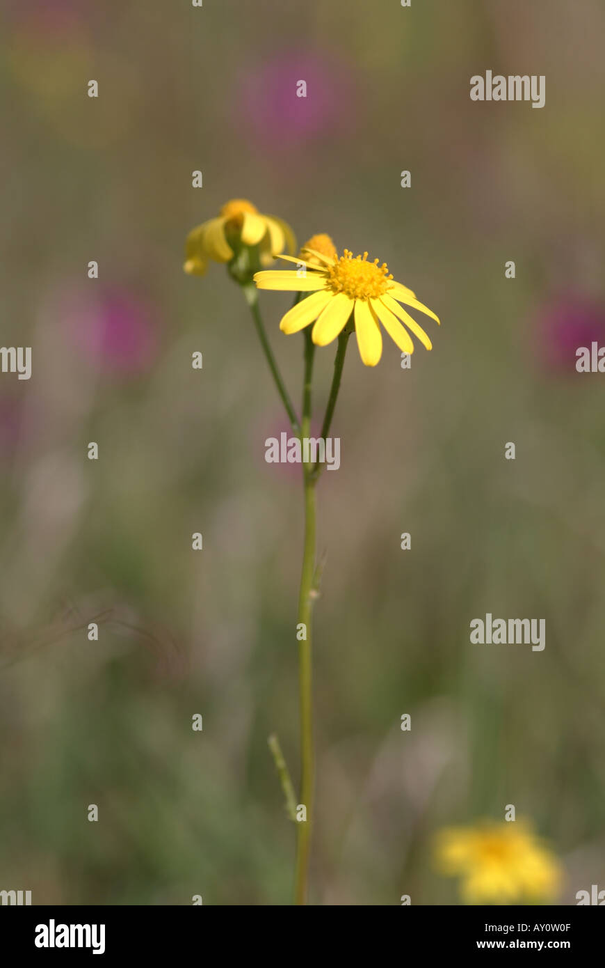 Corn Marigold (Chrysanthemum segetum Stock Photo - Alamy