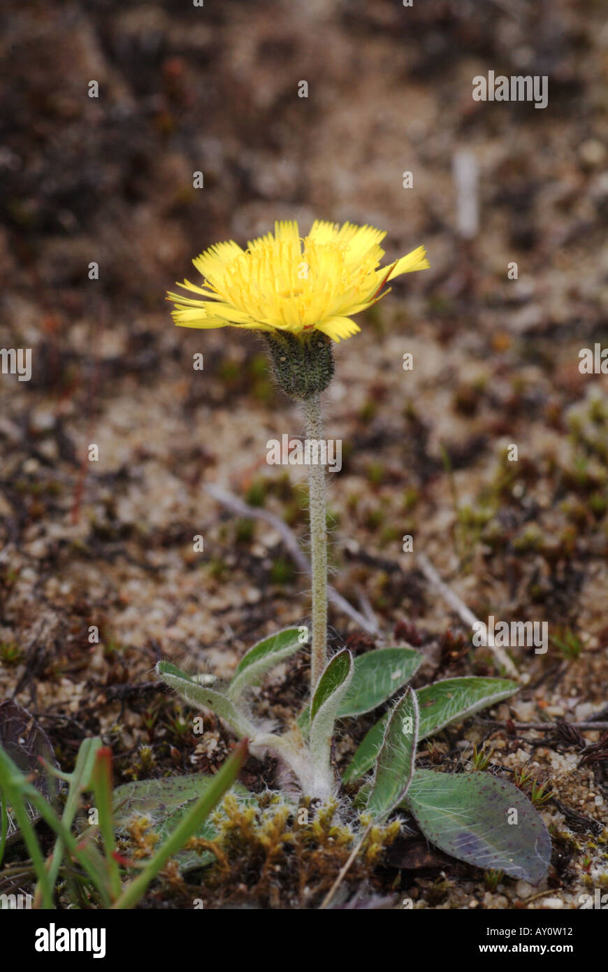 Mouse-ear Hawkweed (Pilosella officinarum Stock Photo - Alamy