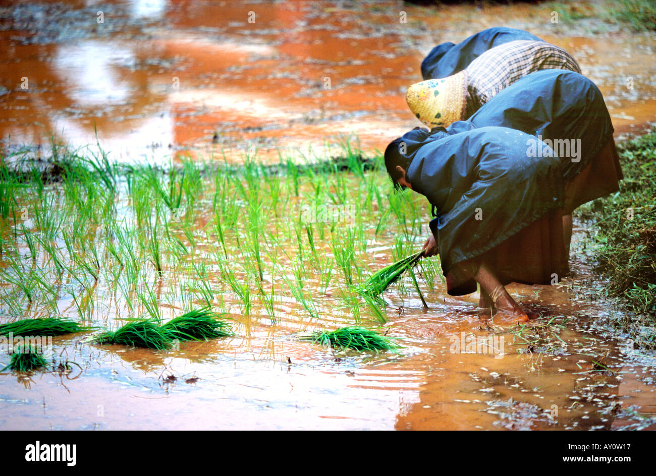 Women plant rice saplings shoots in a paddy field Stock Photo - Alamy