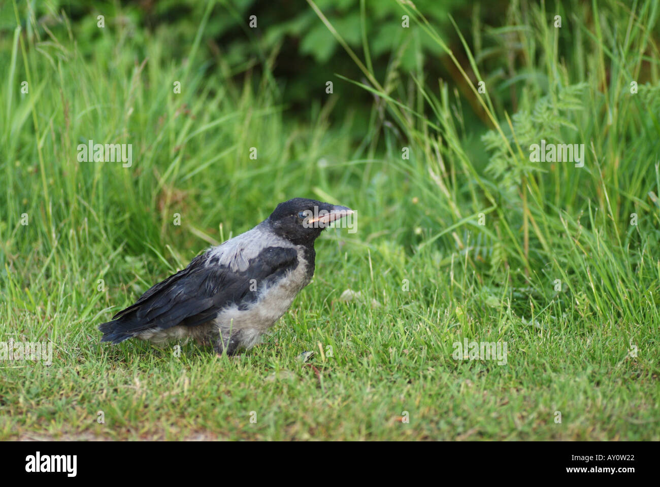 Hooded Crow (Corvus cornix) fledgling Stock Photo - Alamy