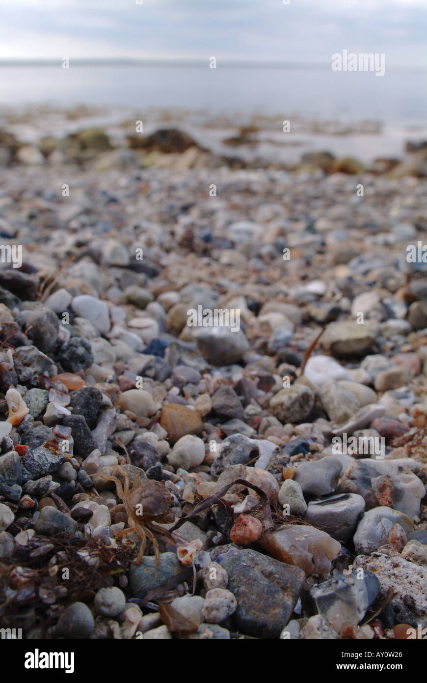 Common Shore Crab (Carcinus maenas Stock Photo - Alamy