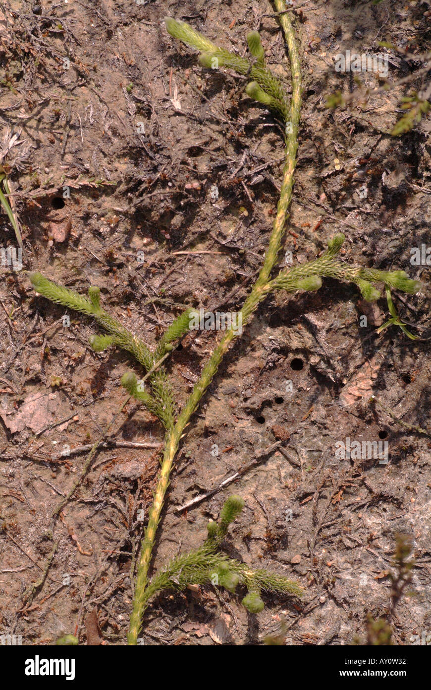 Common Club Moss (Lycopodium clavatum Stock Photo - Alamy
