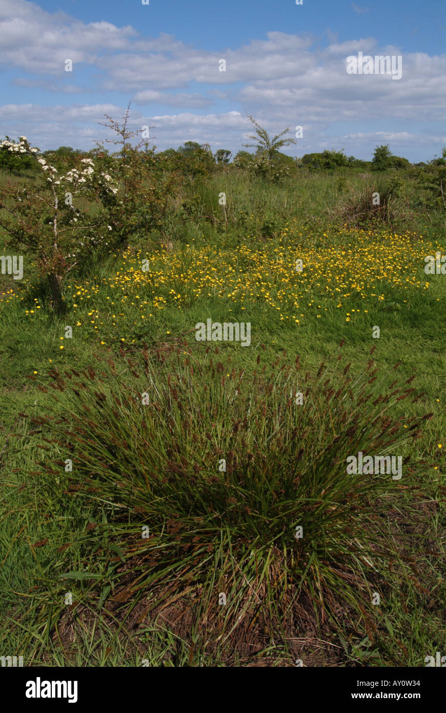 True Fox-sedge (Carex vulpina Stock Photo - Alamy